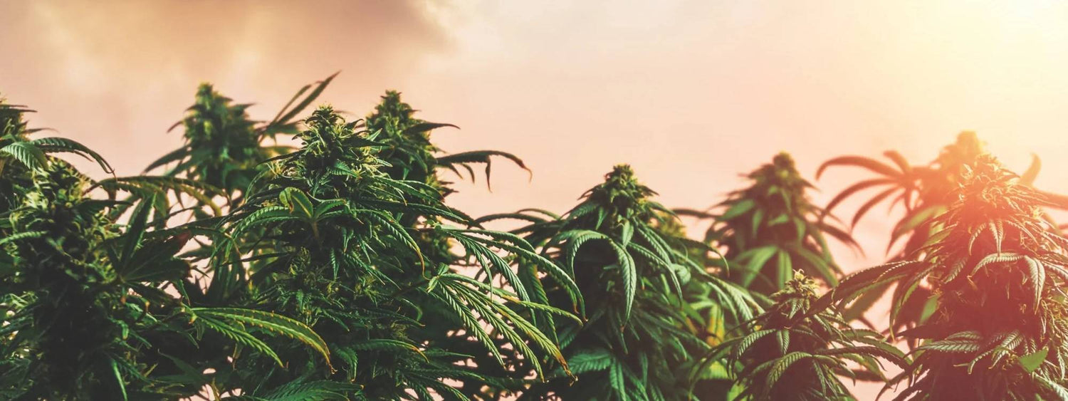 Houston Dispensary - Same Day Delivery | Houston Cannabis Club